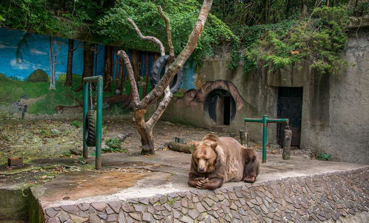Nový medvedinec | Priatelia ZOO Bratislava